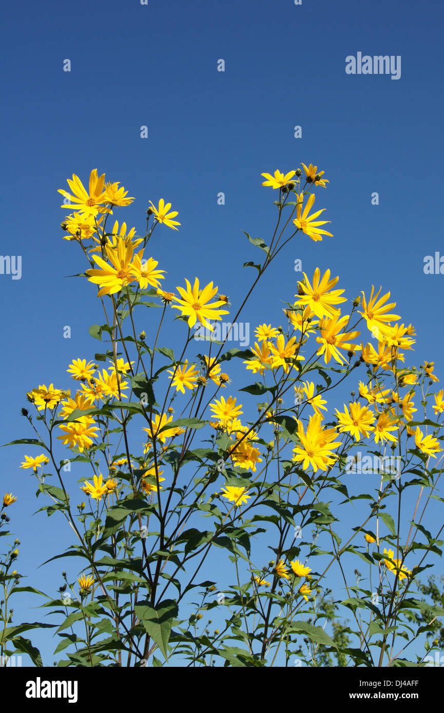 Sunroot hi-res stock photography and images - Alamy