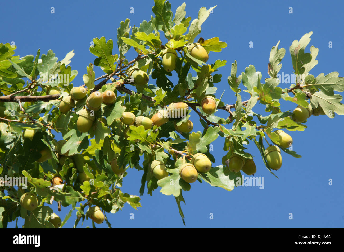 Oak nut hi-res stock photography and images - Alamy