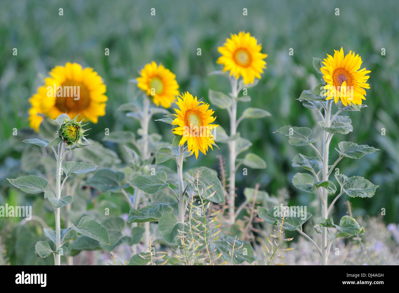 Oelsaat hi-res stock photography and images - Alamy