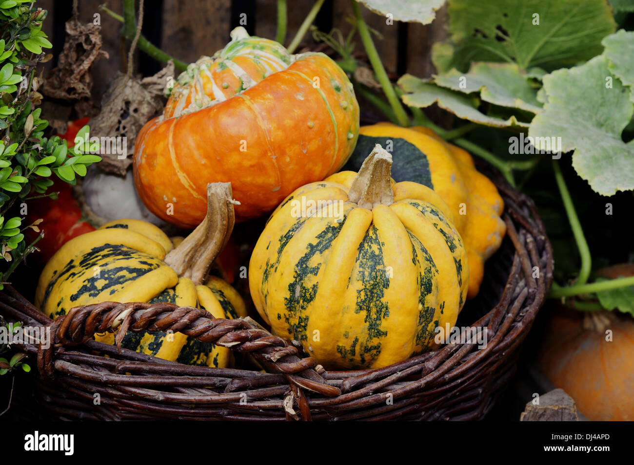 Turks Turban and Gourds Stock Photo - Alamy
