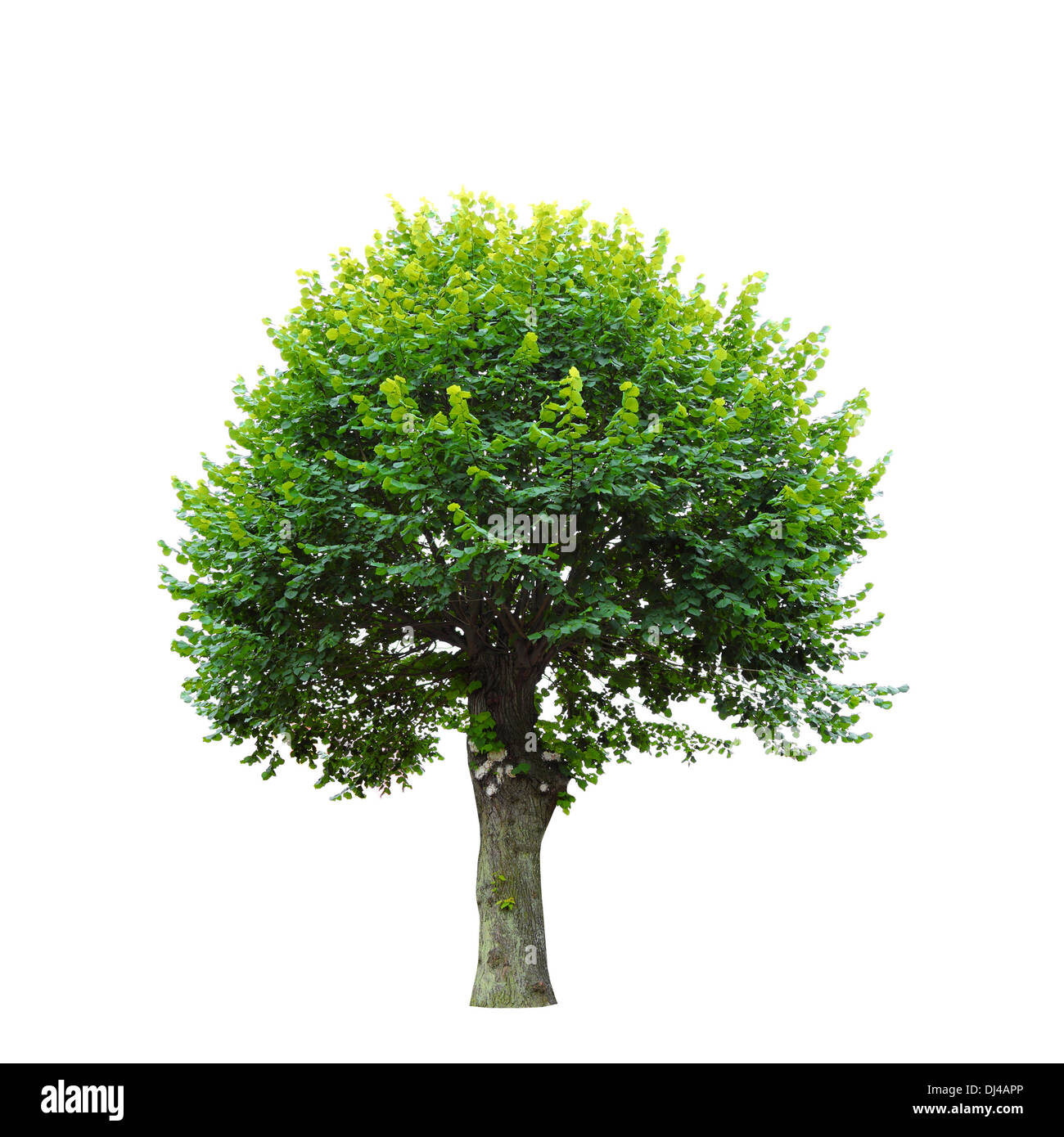 Tree top old oak Cut Out Stock Images & Pictures - Alamy