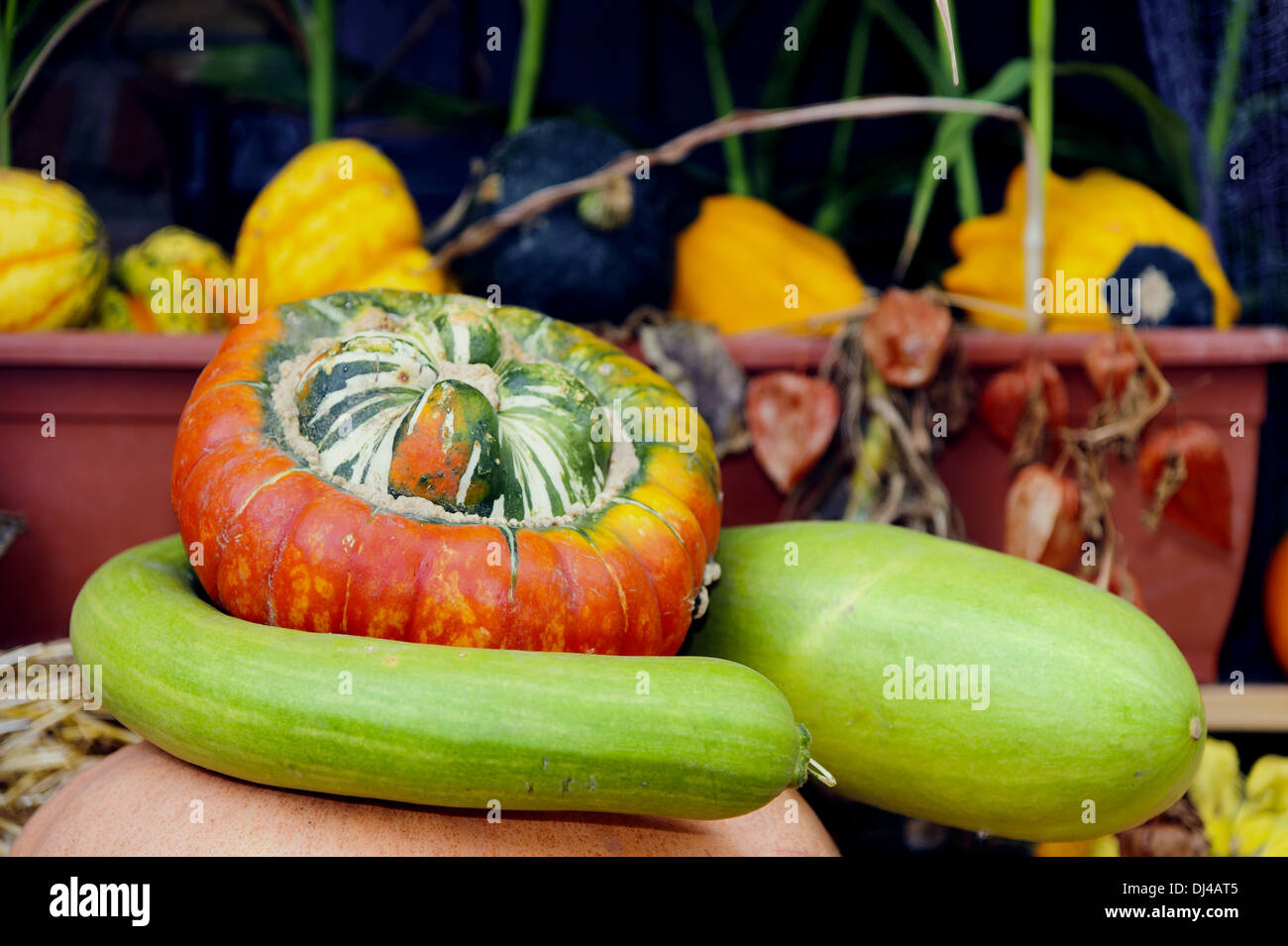 Turks Turban squash and cucumbers Stock Photo - Alamy
