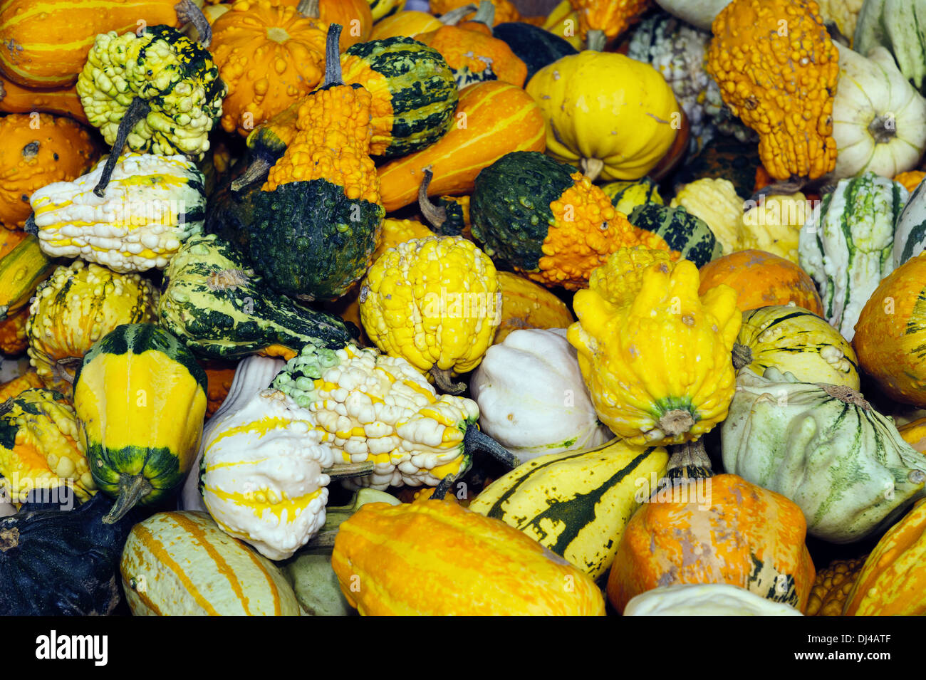 Decorative gourds hi-res stock photography and images - Alamy