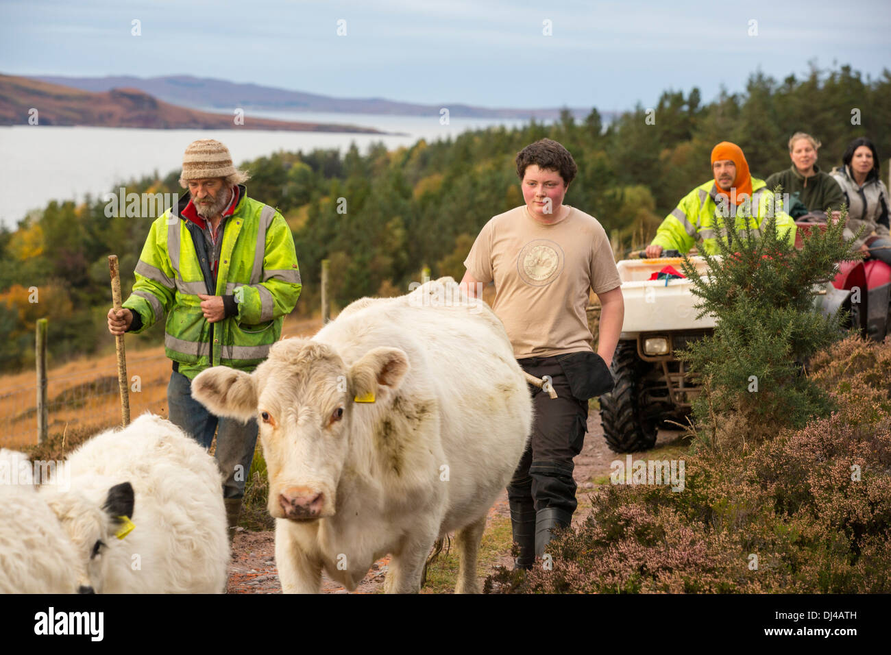 Cattle droving scoraig hi-res stock photography and images - Alamy