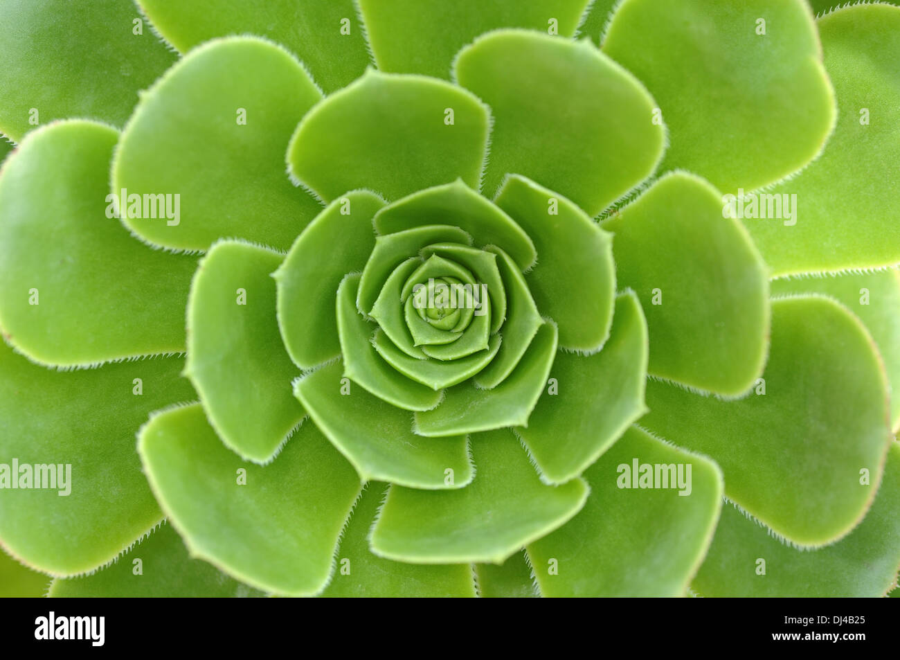 Leaf rosette of Aeonium species Stock Photo - Alamy