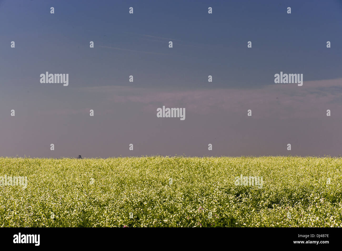 Field with oil radish Stock Photo - Alamy