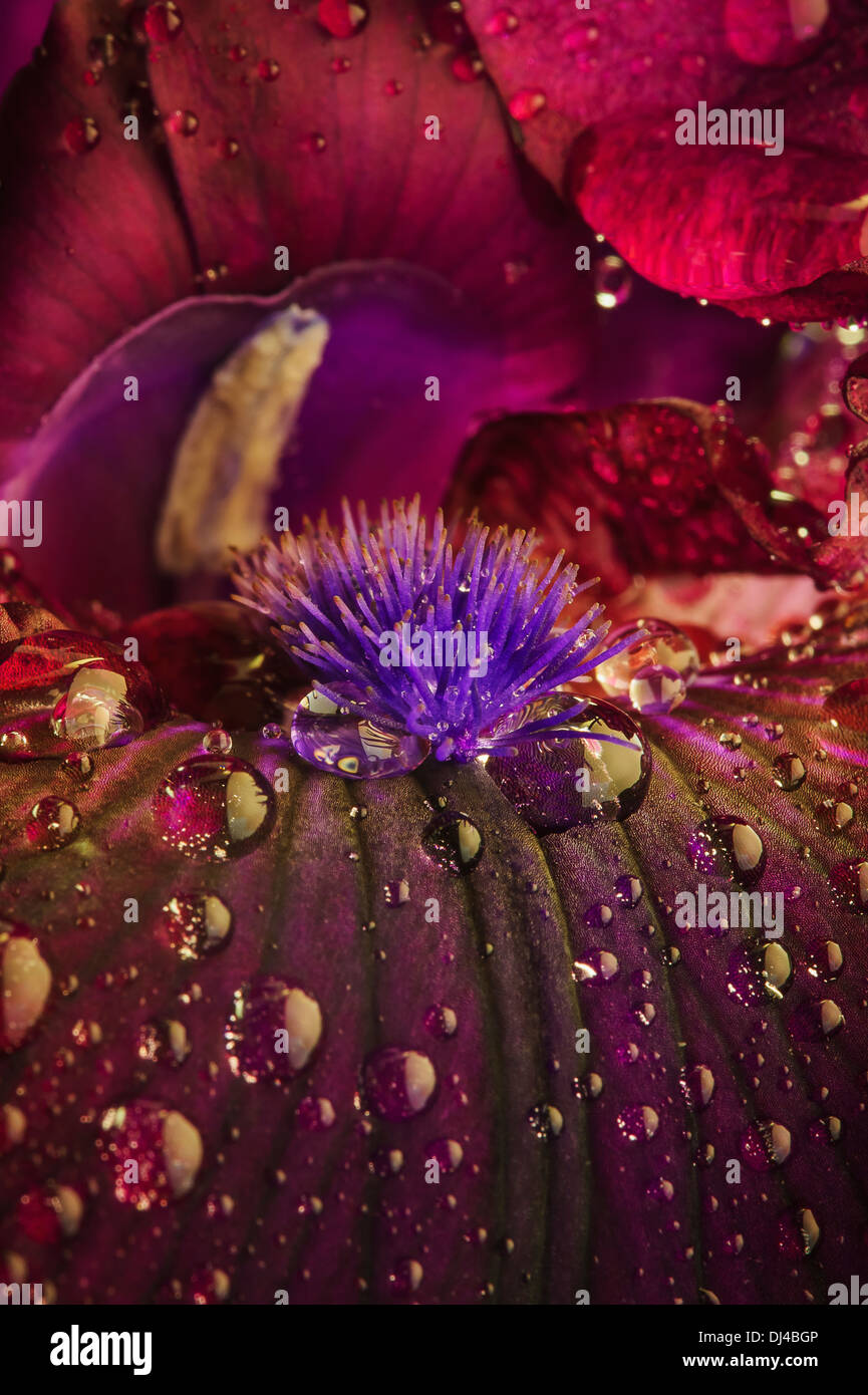 Close up of an iris stigma with water droplets;Ohio united states of ...