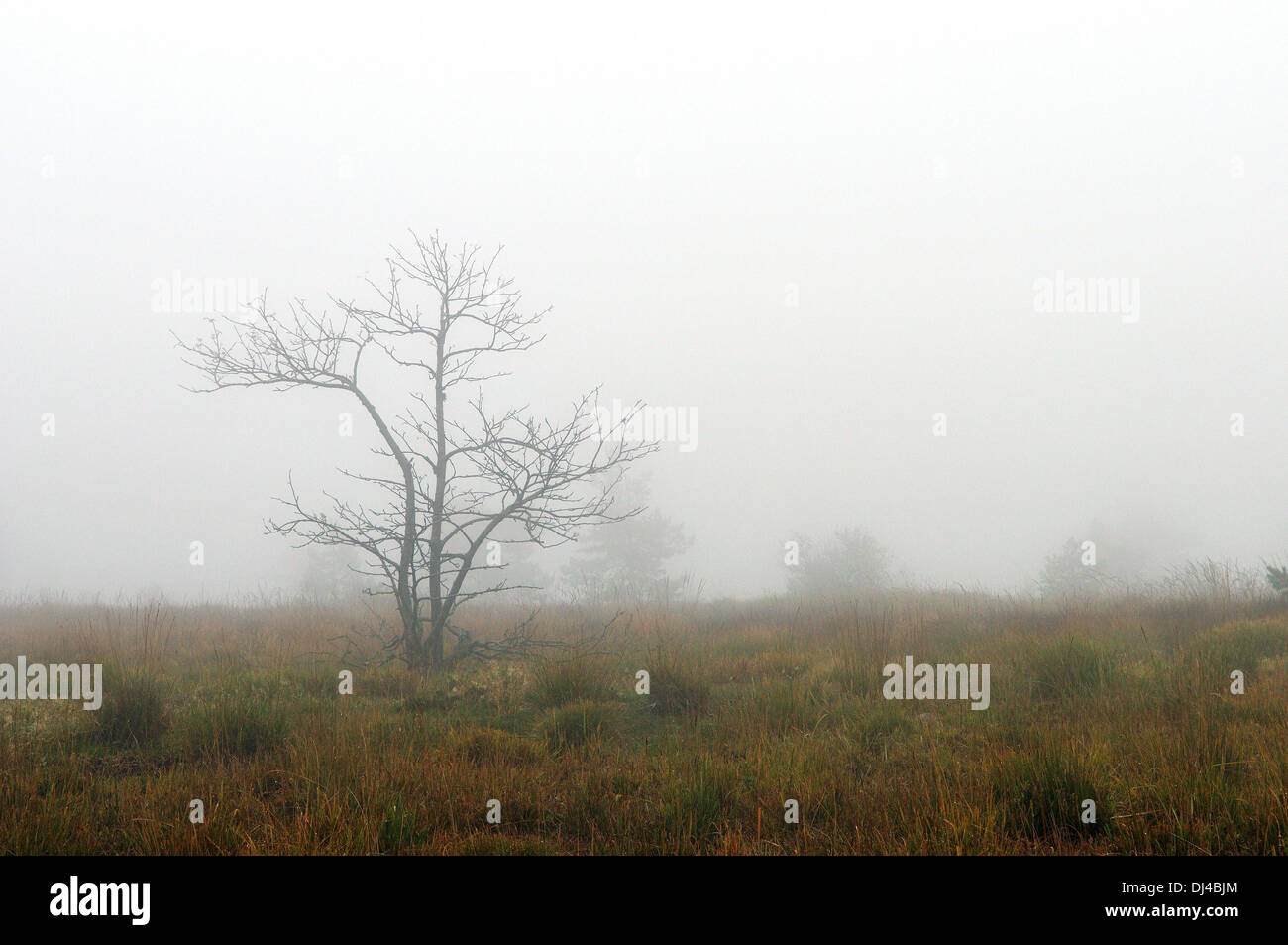Barren moor hi-res stock photography and images - Alamy