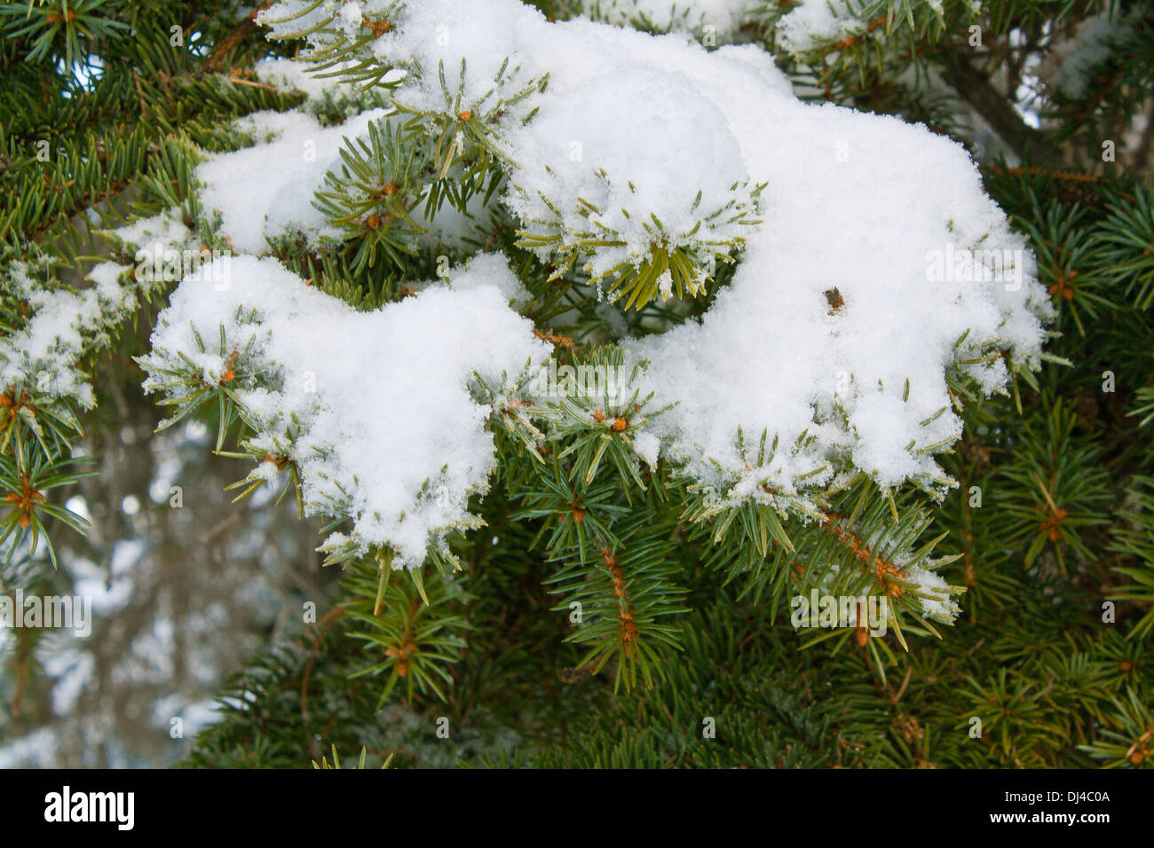 Heavy snow covering evergreen tree branch Stock Photo - Alamy