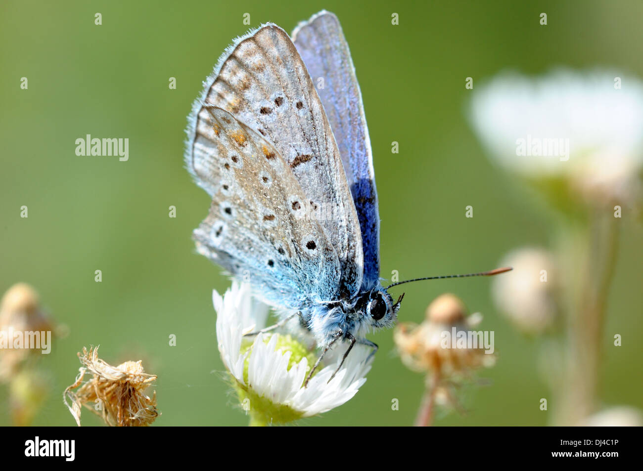 Butterfly full view hi-res stock photography and images - Alamy