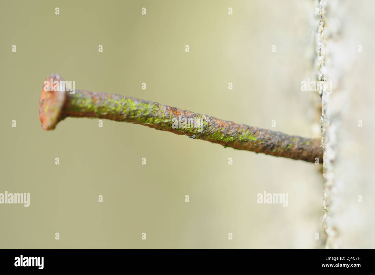 Rusty nail in the wall Stock Photo - Alamy