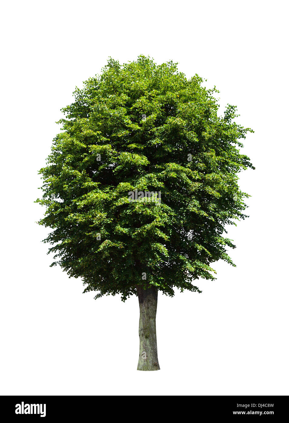Tree isolated on white background Stock Photo - Alamy