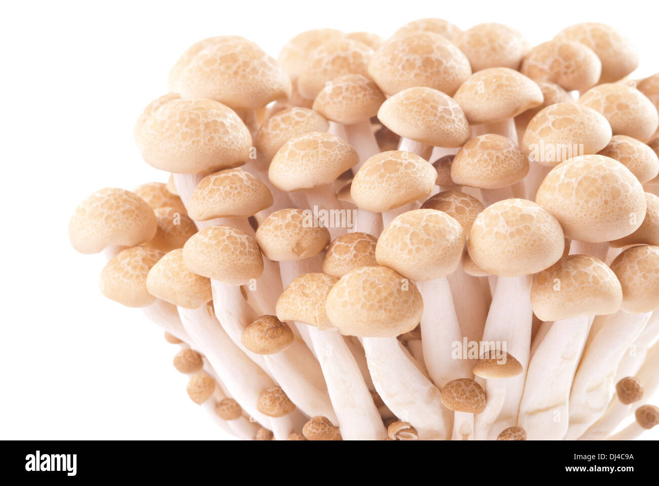Group of mushroom hi-res stock photography and images - Alamy