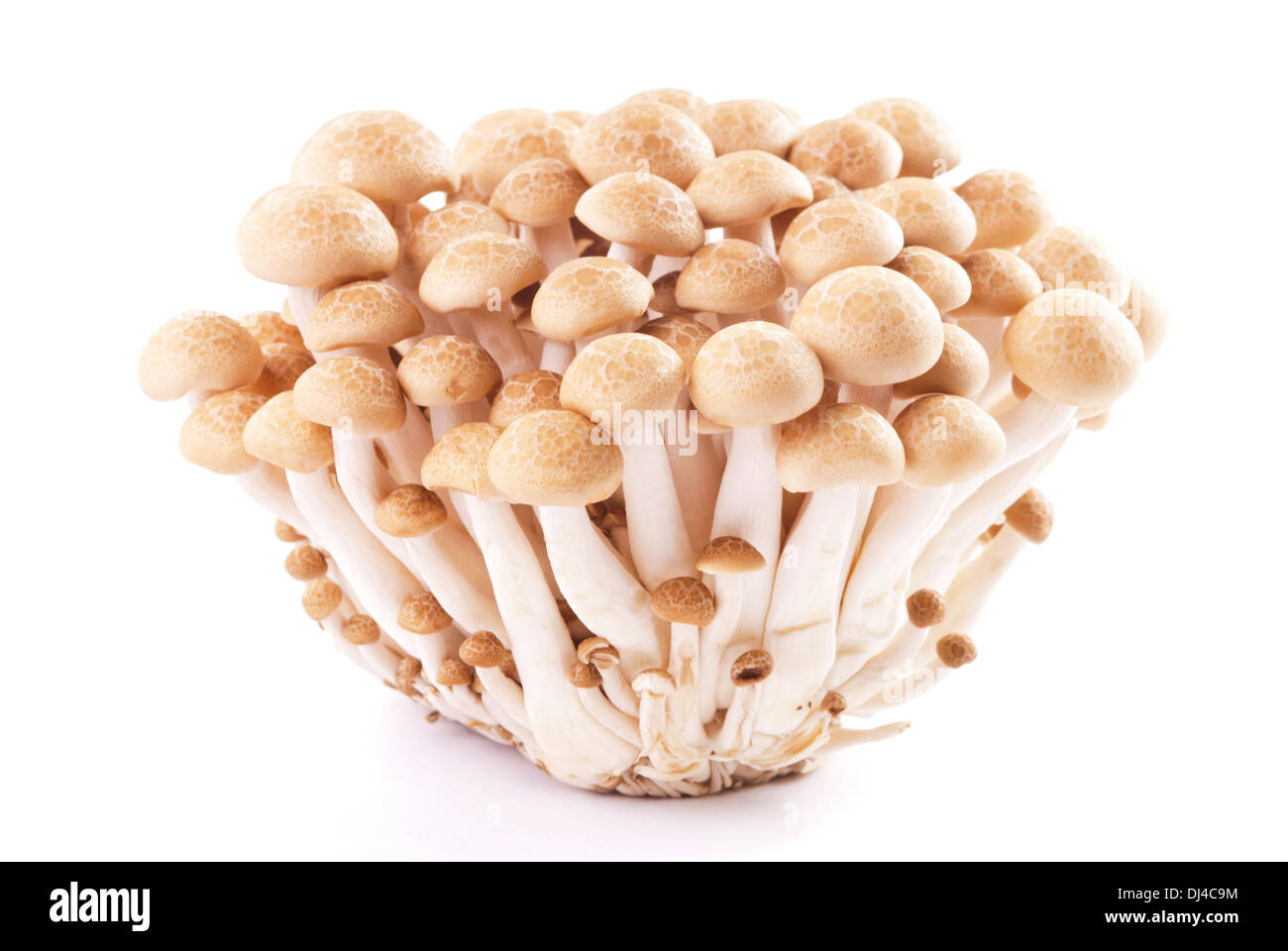 Group of mushroom hi-res stock photography and images - Alamy
