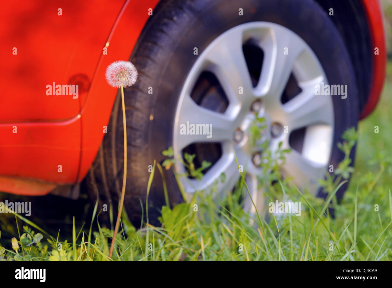 Rear wheel of a red car with dandelion Stock Photo - Alamy