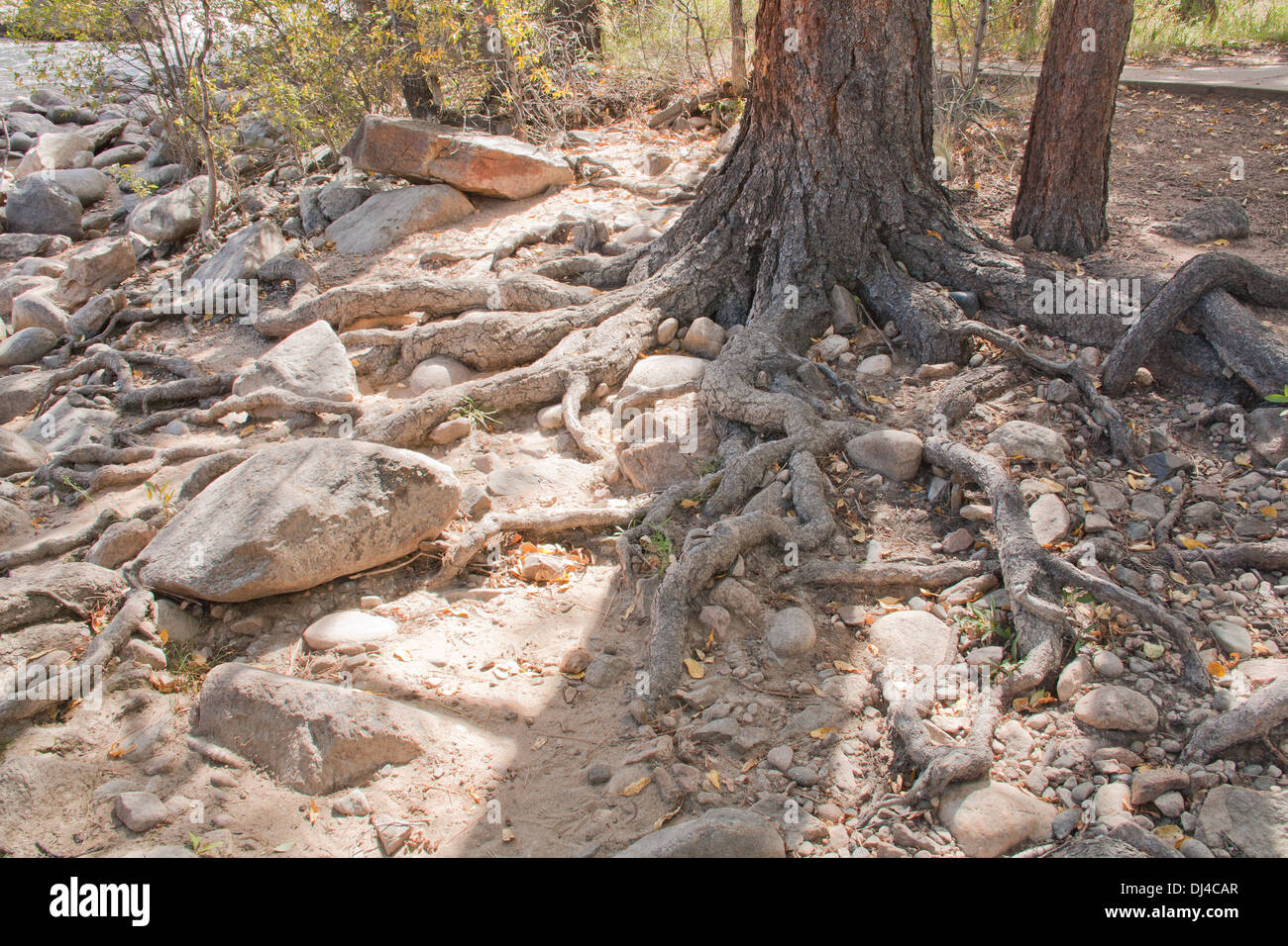 Riverbank erosion tree roots hi-res stock photography and images - Alamy