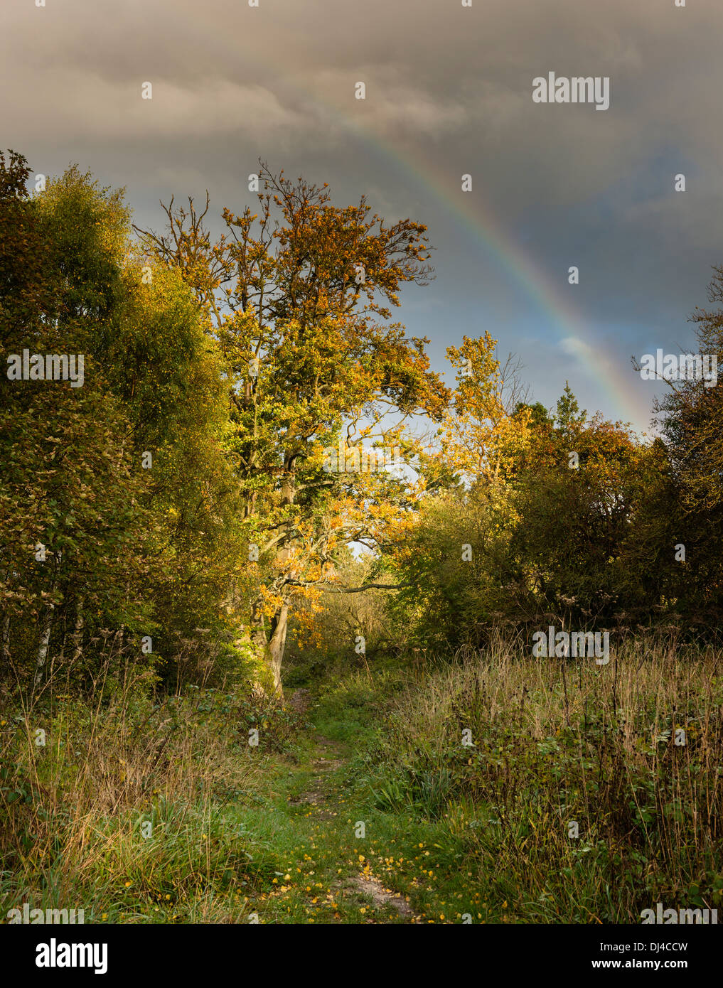 Woods with rainbow hi-res stock photography and images - Alamy