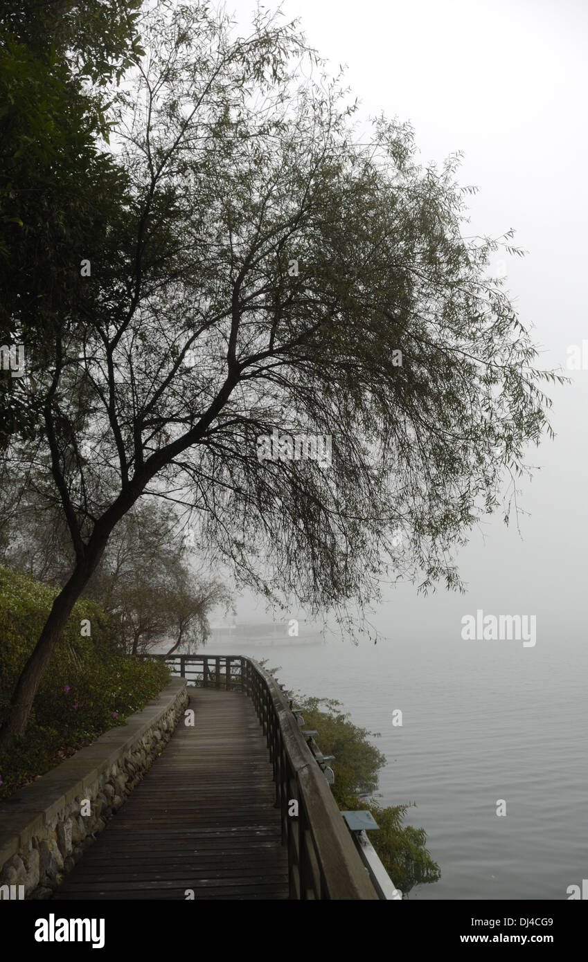 Moon fog tree hi-res stock photography and images - Alamy