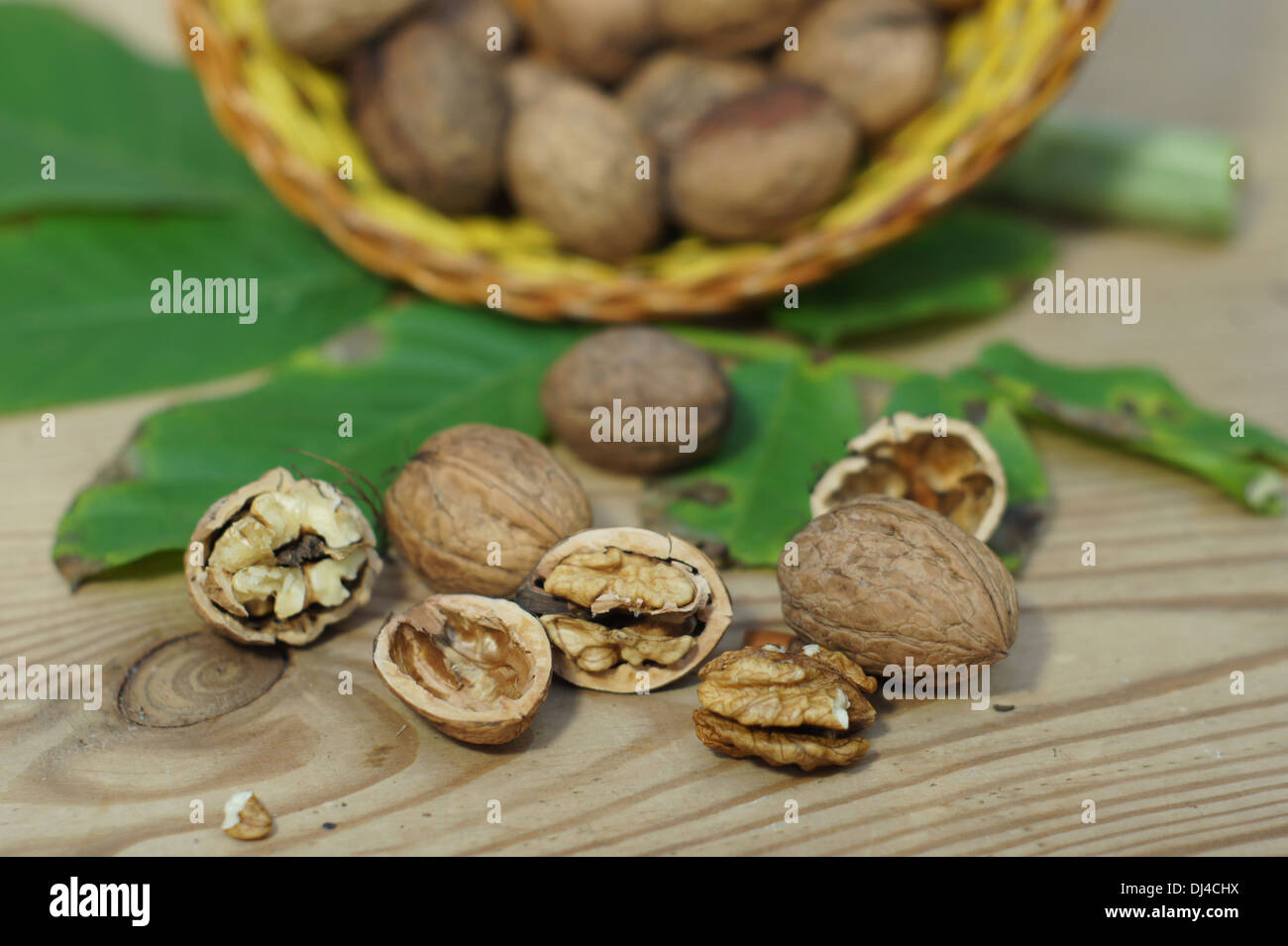 Walnut tre hi-res stock photography and images - Alamy