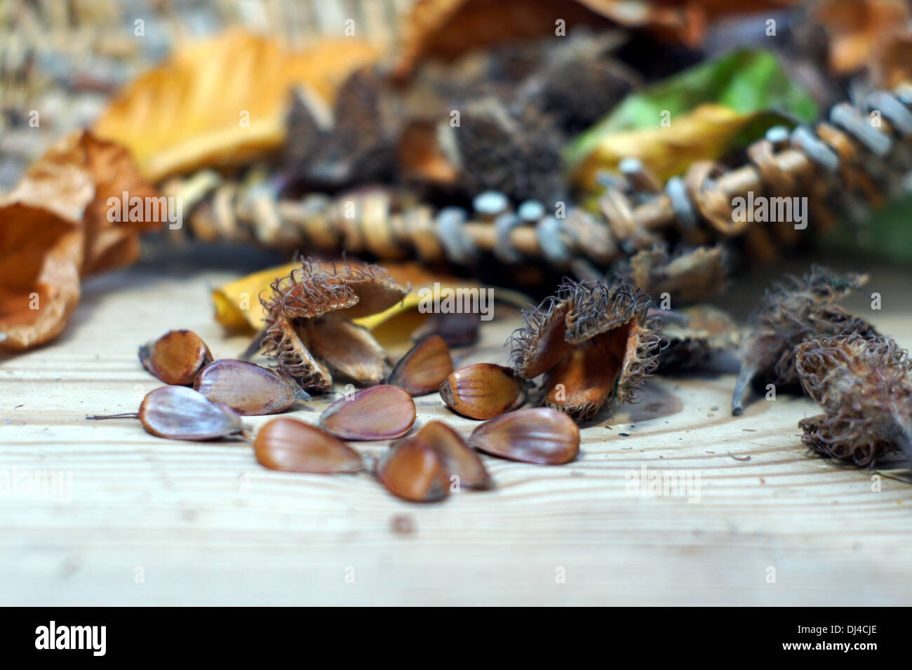Fagus sylvatica buche beech bucheckern hi-res stock photography and ...