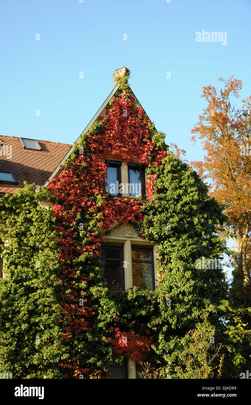 Japanese ivy leaves hi-res stock photography and images - Alamy