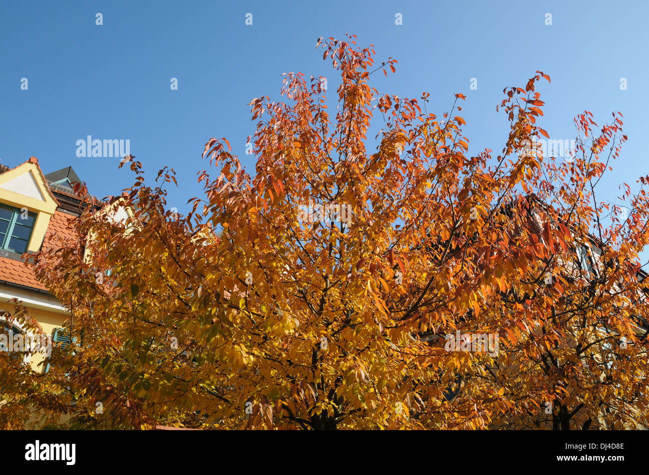 Sweet Cherry Tree Stock Photo - Alamy