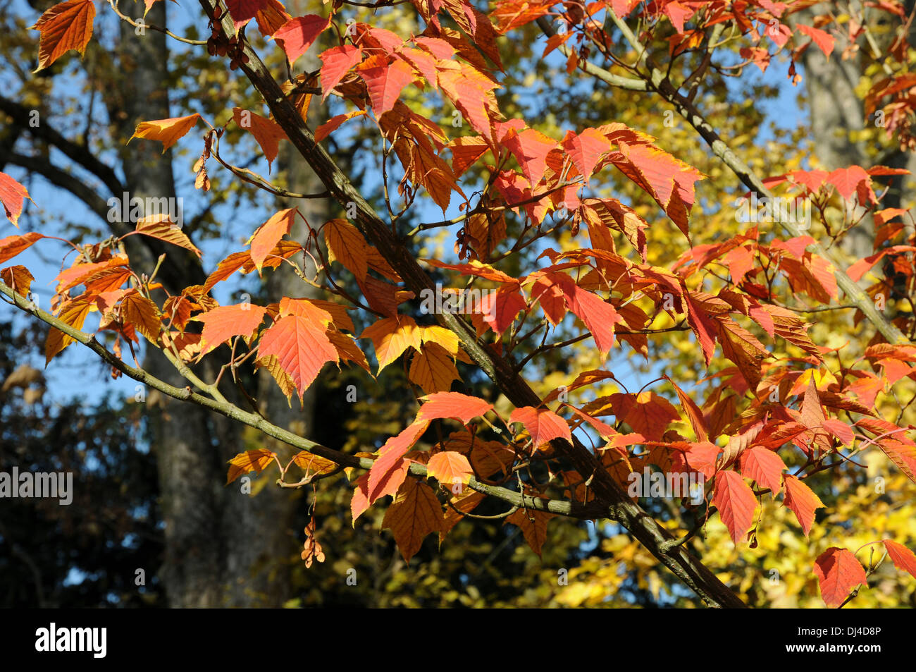 Red Snakebark Maple Stock Photo - Alamy