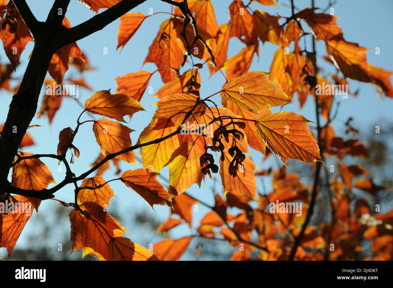 Red snakebark maple acer hi-res stock photography and images - Alamy