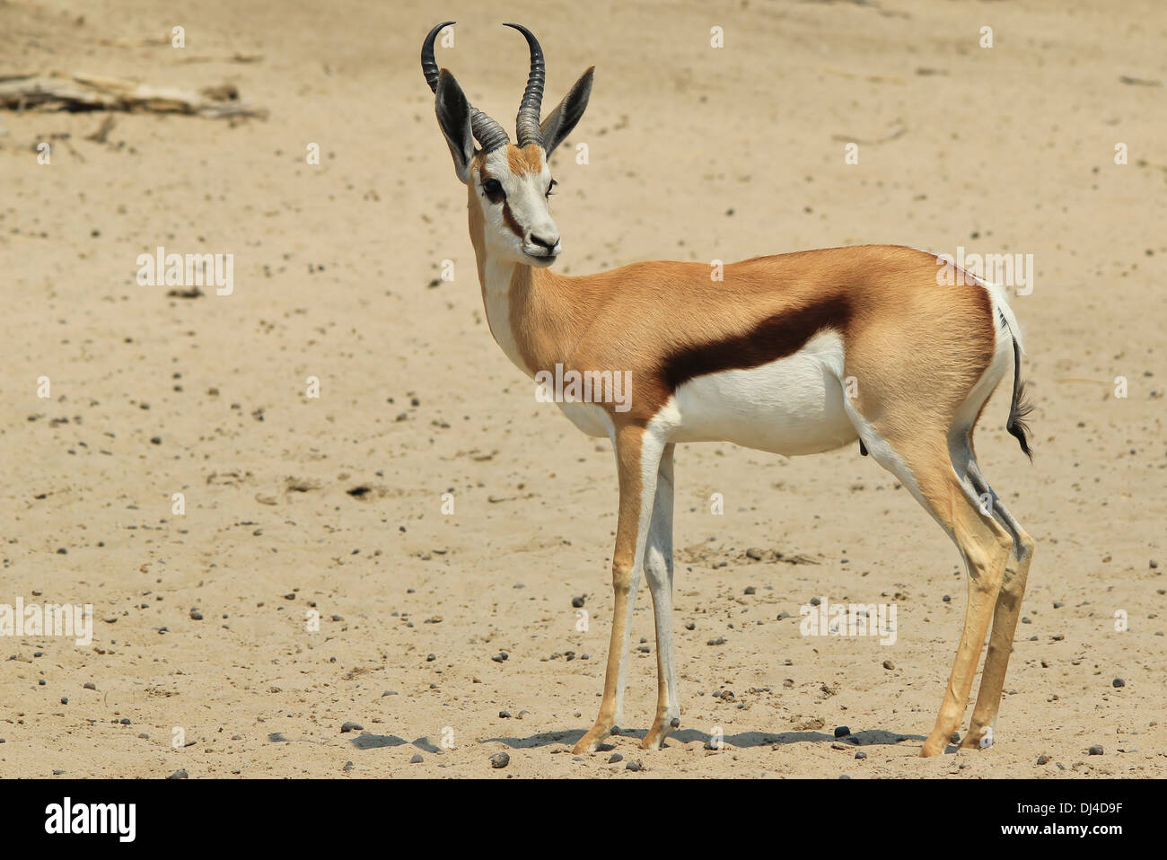 Springbok - Wildlife Background from Africa - Wonderful Life and Color ...
