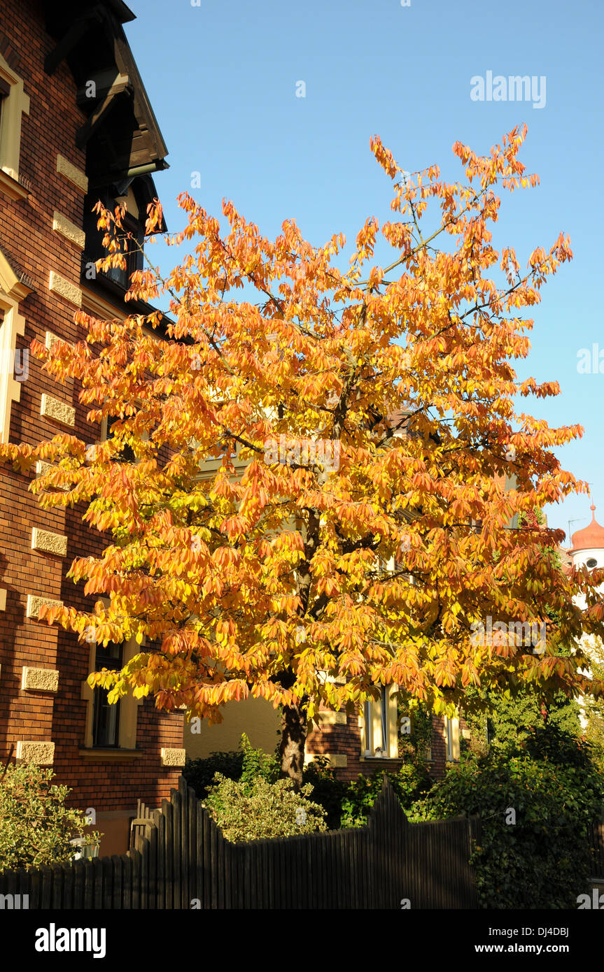 Sweet Cherry Tree Stock Photo - Alamy