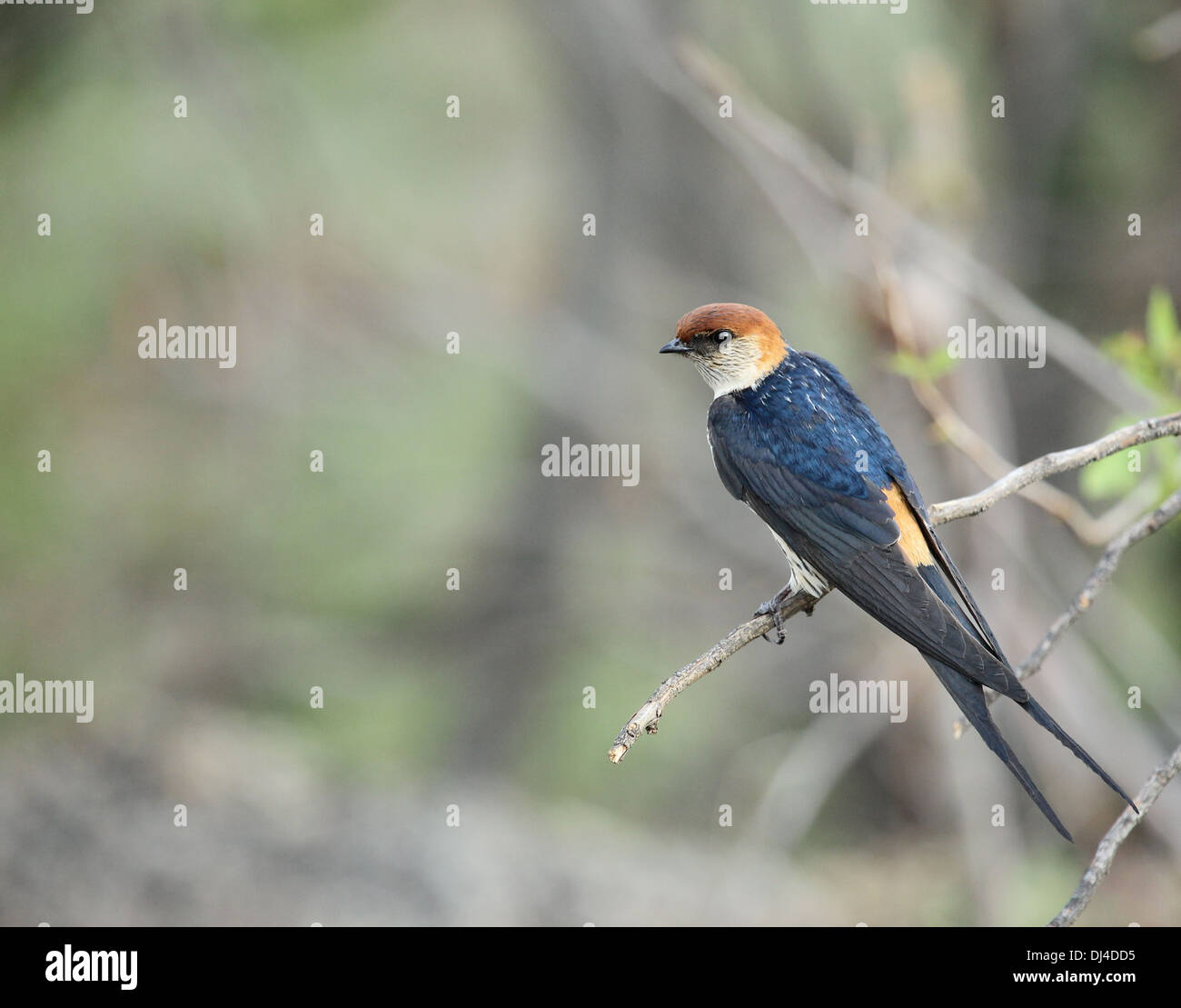 Greater striped swallow on breeding grounds Stock Photo - Alamy