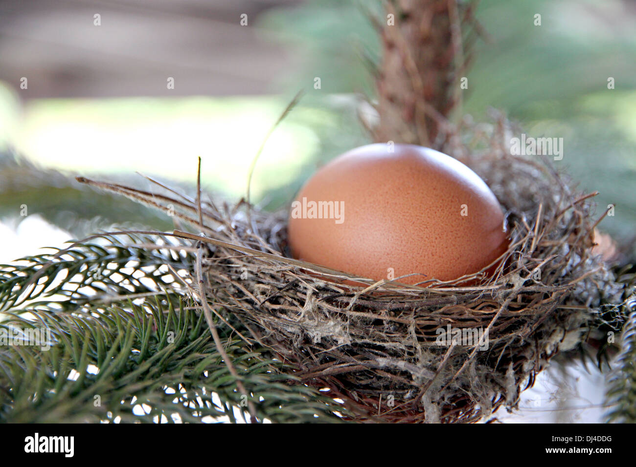 Bird Nest In Tree With Eggs