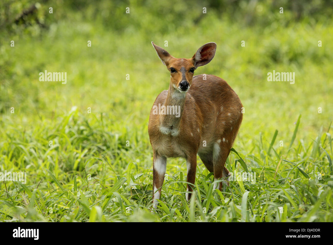 Female bushbuck hi-res stock photography and images - Alamy