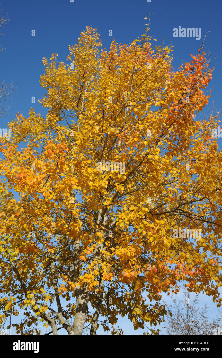 Silver pappel hi-res stock photography and images - Alamy