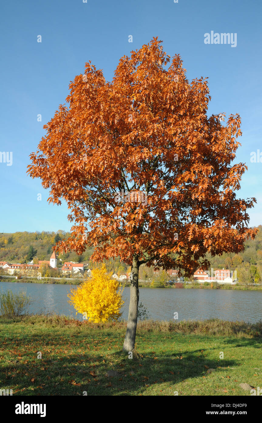 American red oak hi-res stock photography and images - Alamy