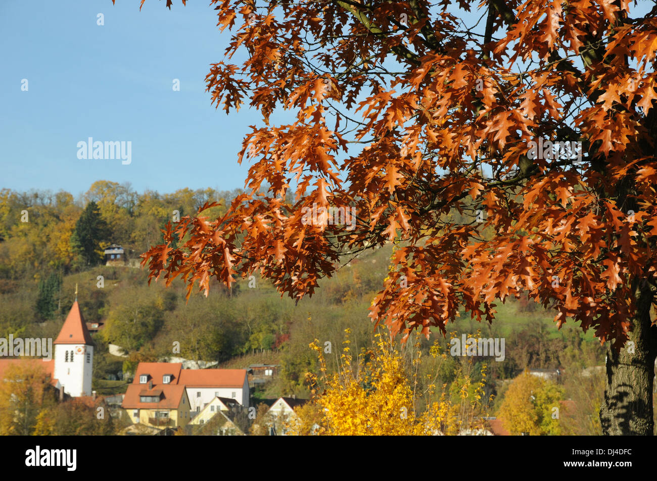 American red oak tree hi-res stock photography and images - Alamy