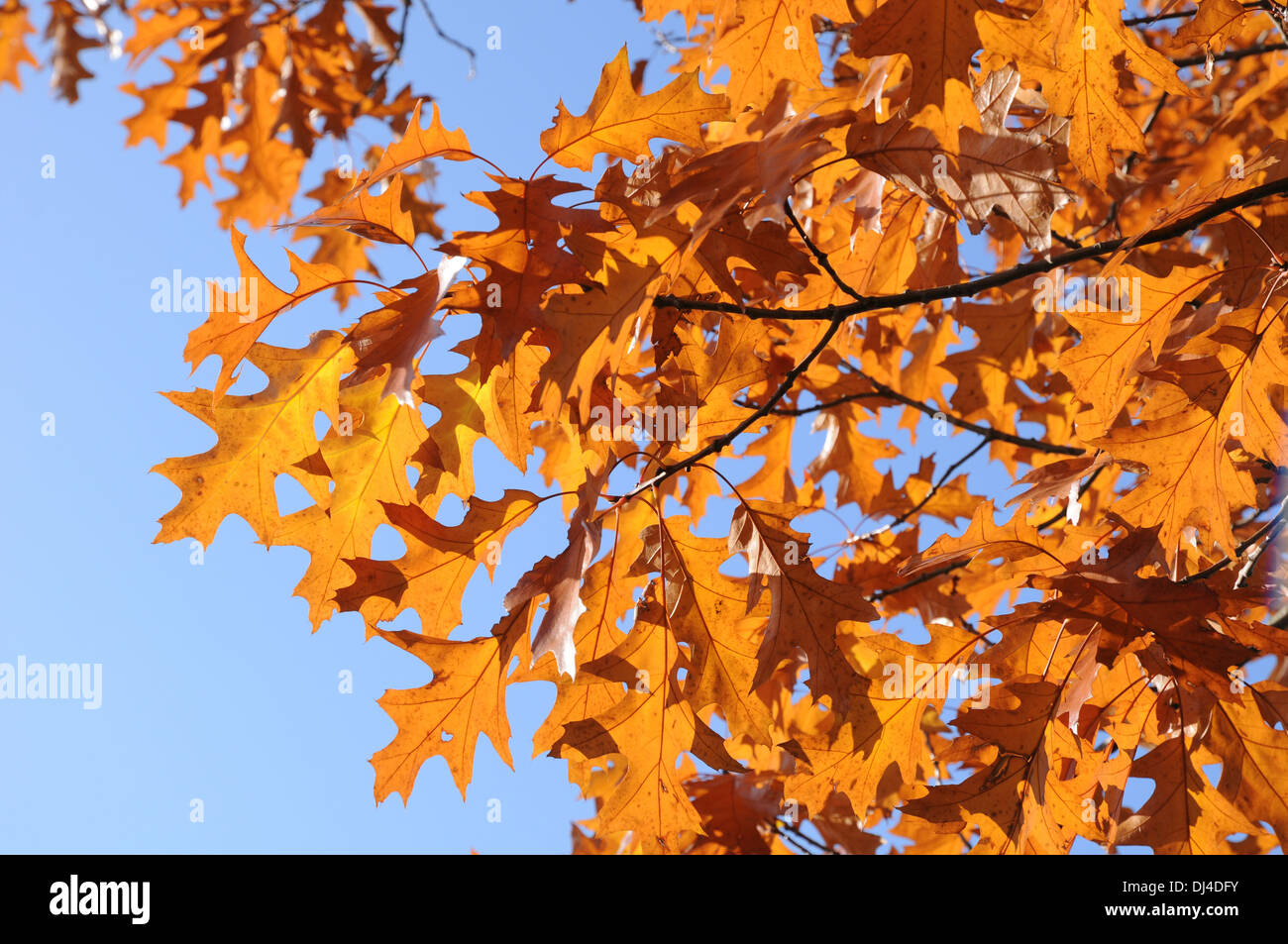 American oak trees hi-res stock photography and images - Alamy