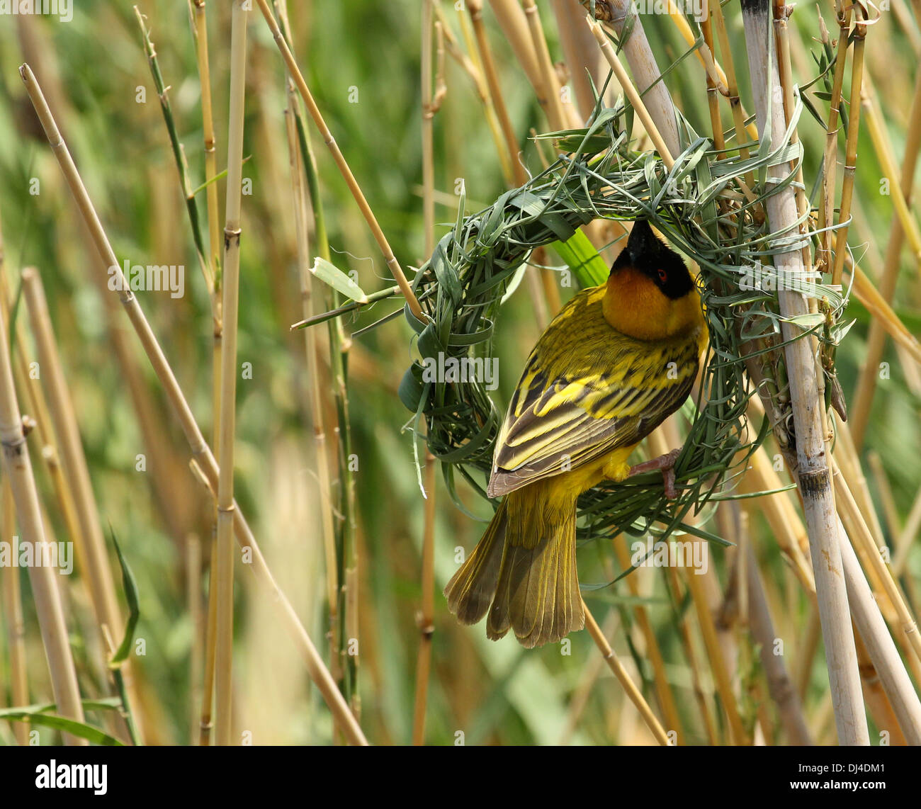 Ploceus velatus nest hi-res stock photography and images - Alamy