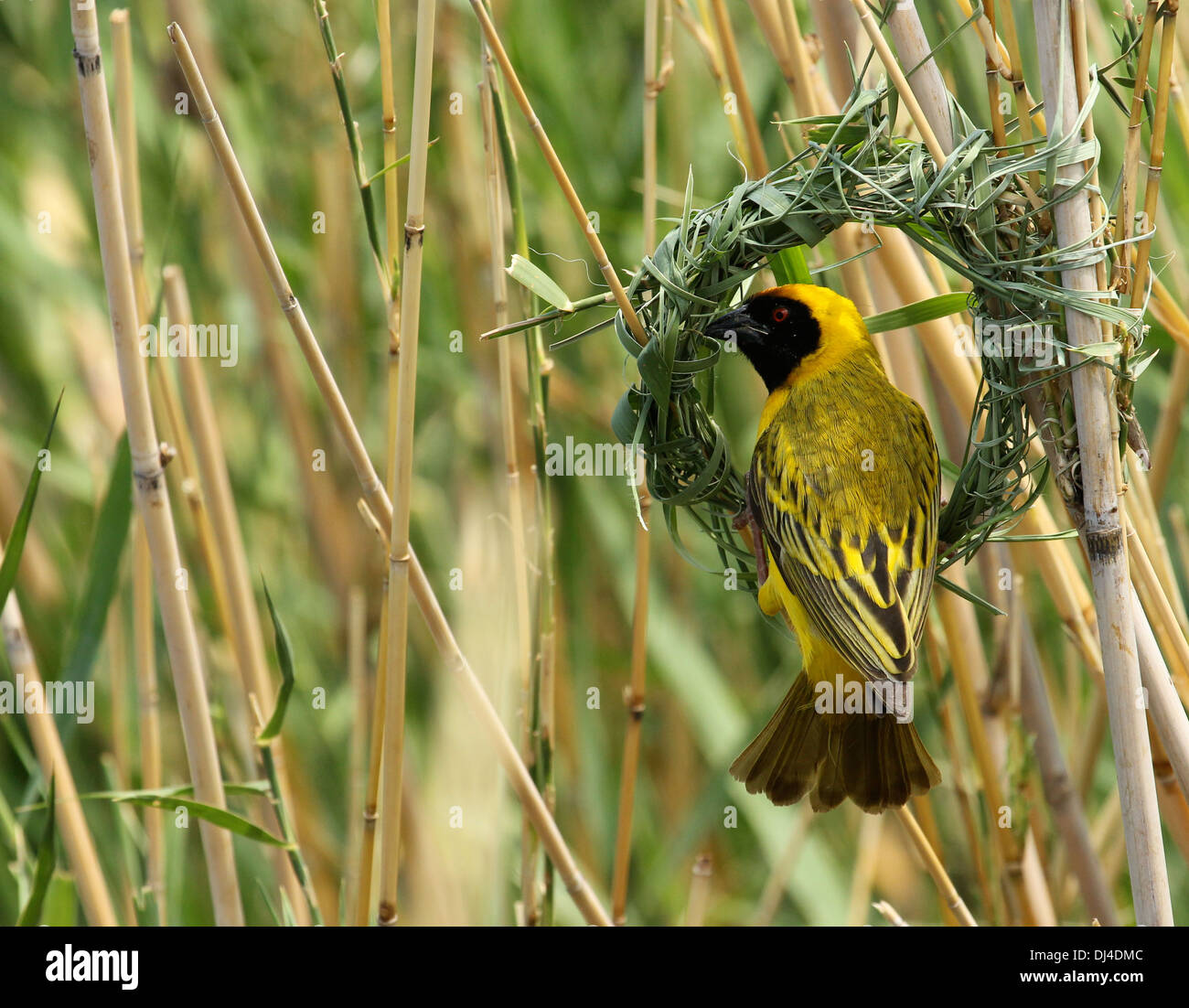 Ploceus velatus nest hi-res stock photography and images - Alamy