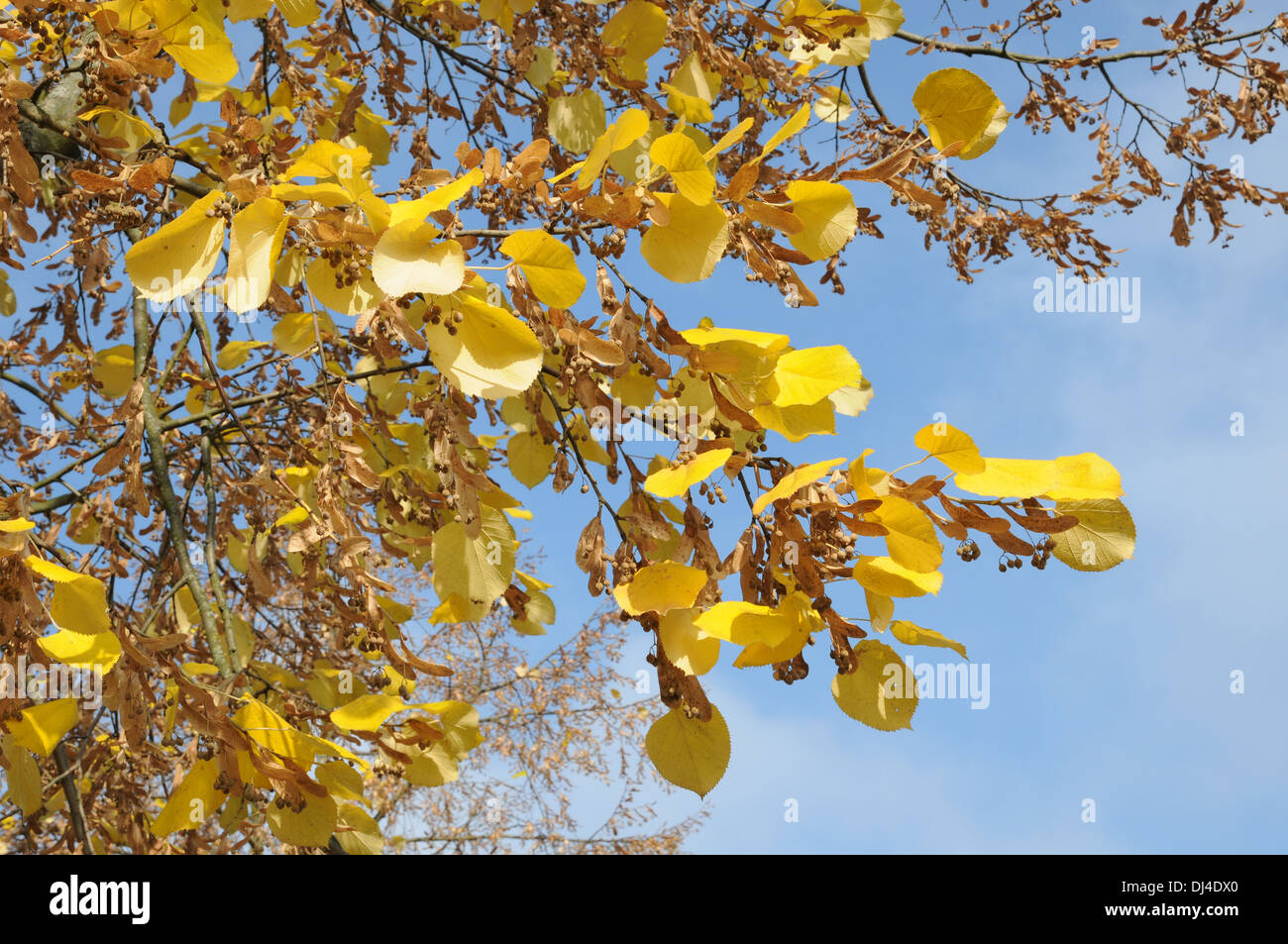 Silver Lime Trees Silver Linden Stock Photos & Silver Lime Trees Silver ...