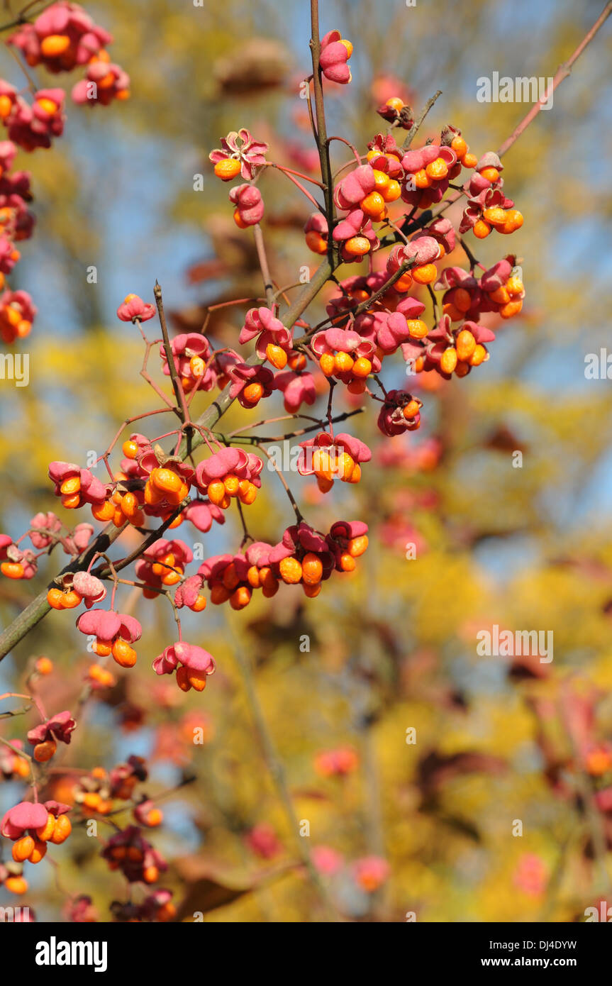 Spindelstrauch High Resolution Stock Photography and Images - Alamy