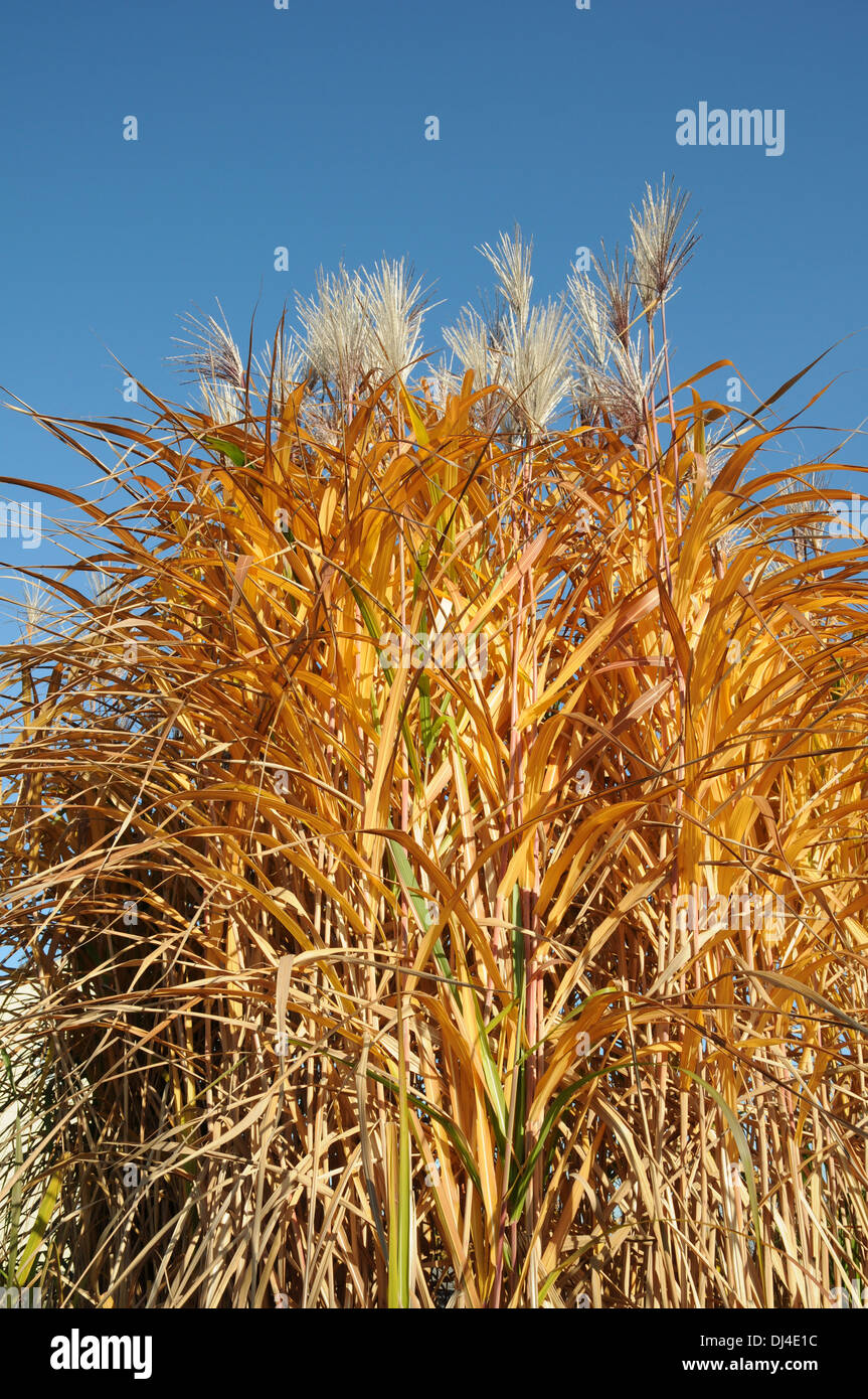 Chinese silver gras hi-res stock photography and images - Alamy