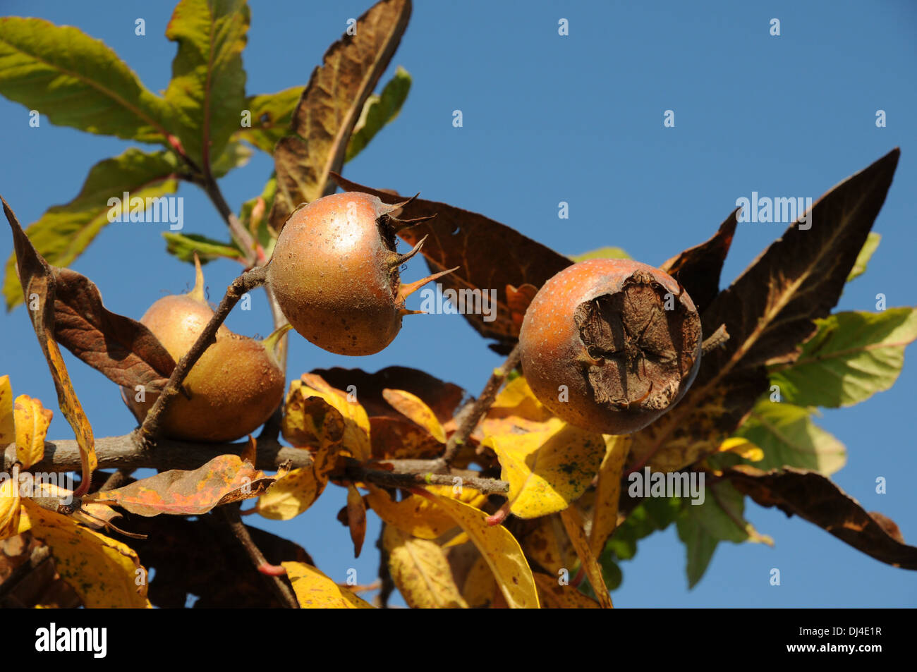 Medlartree hi-res stock photography and images - Alamy