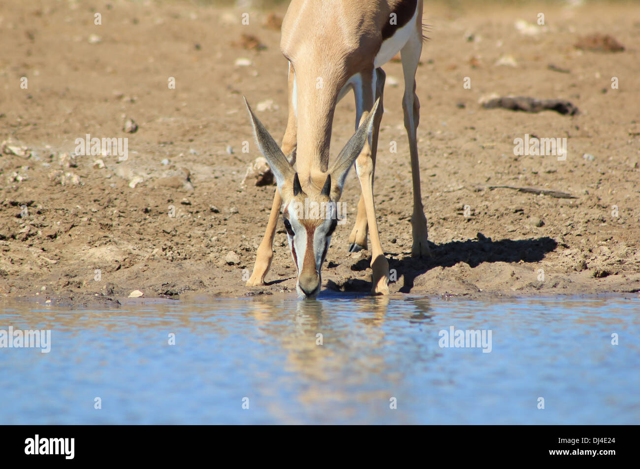 Springbok - Wildlife Background from Africa - Wonderful Life and Color ...