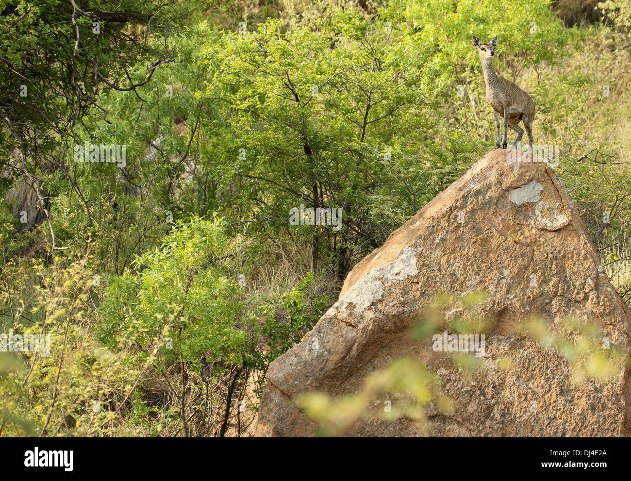 Male klipspringer hi-res stock photography and images - Alamy