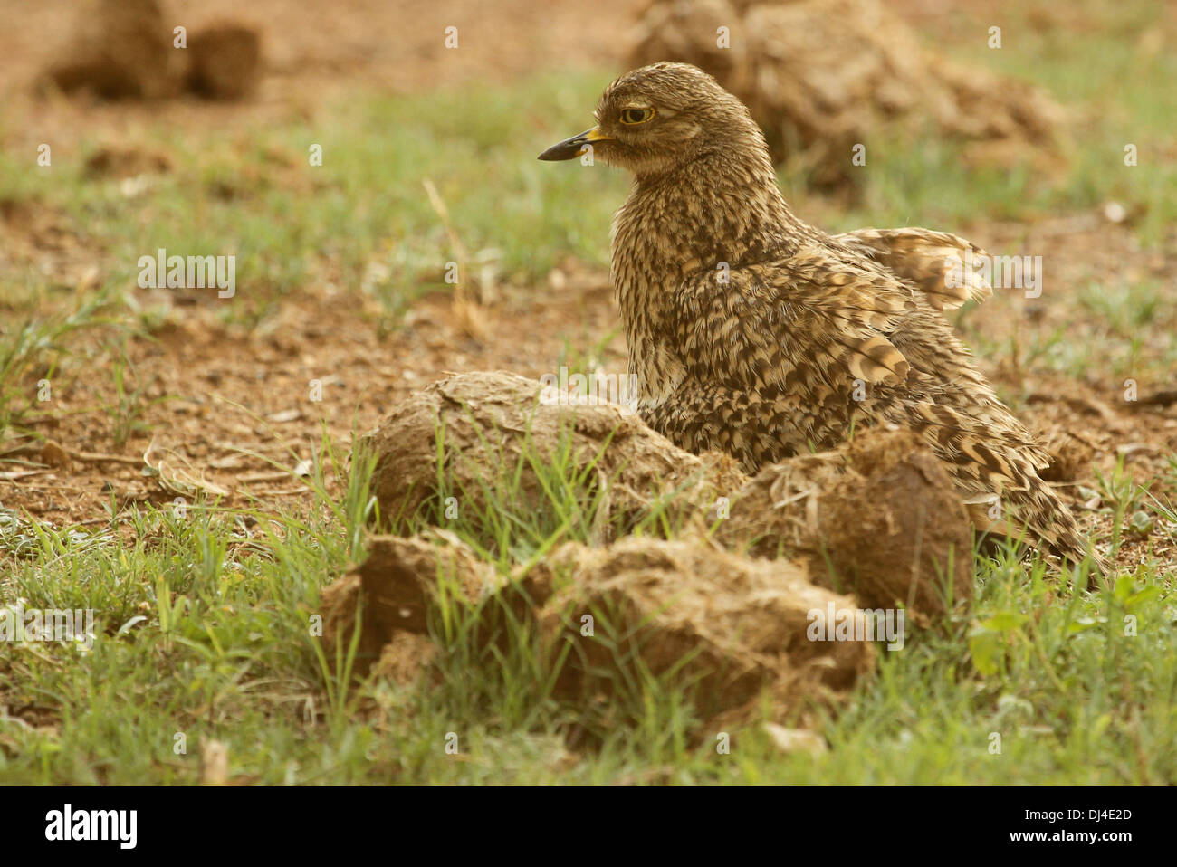 African dikkop hi-res stock photography and images - Alamy