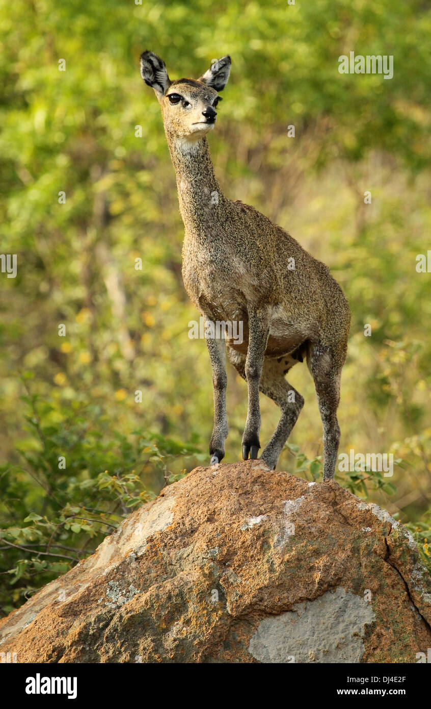 Male klipspringer hi-res stock photography and images - Alamy