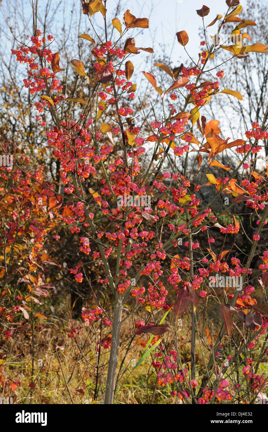 Spindle shrubs hi-res stock photography and images - Alamy