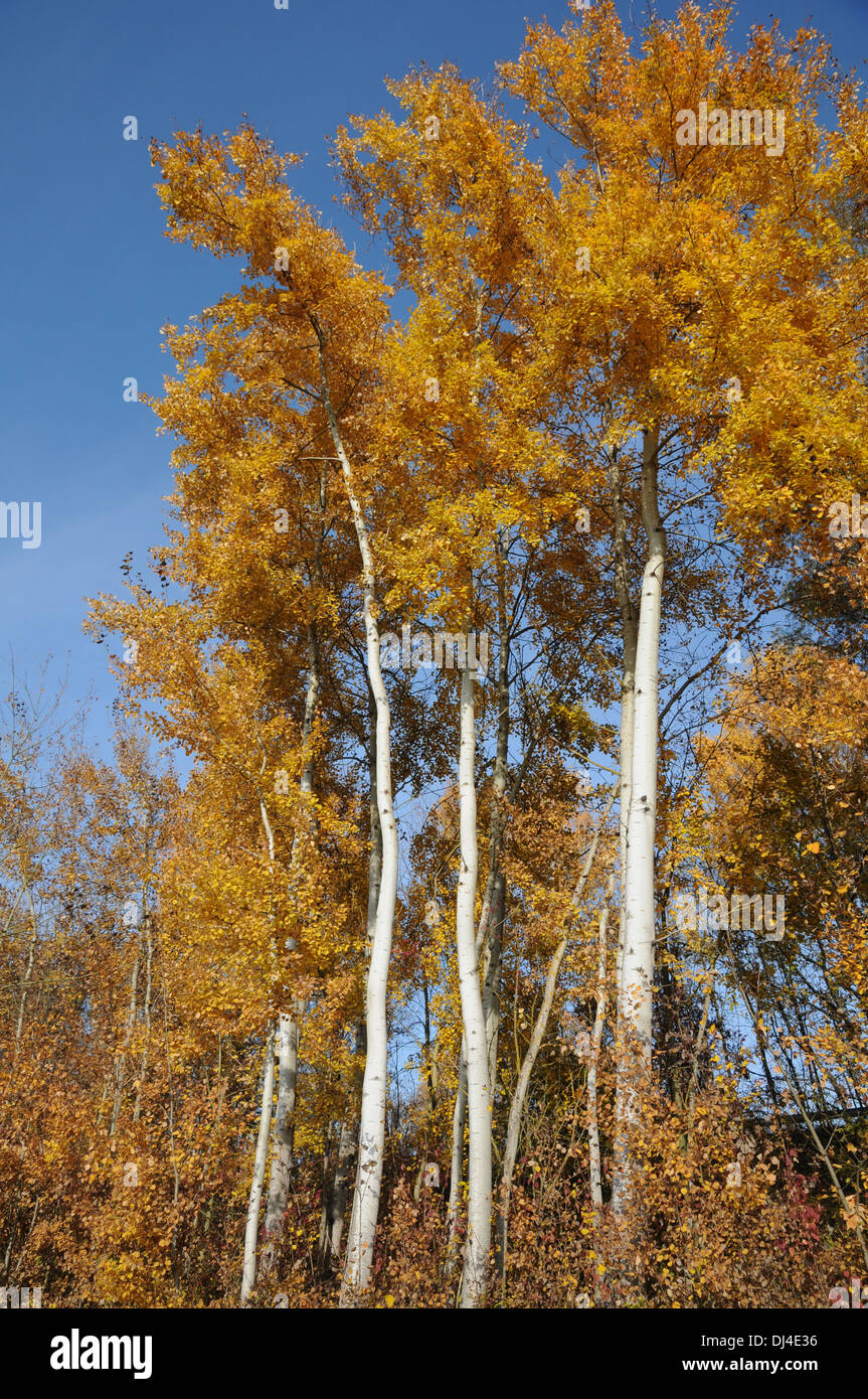 Aspen baum blatt hi-res stock photography and images - Alamy