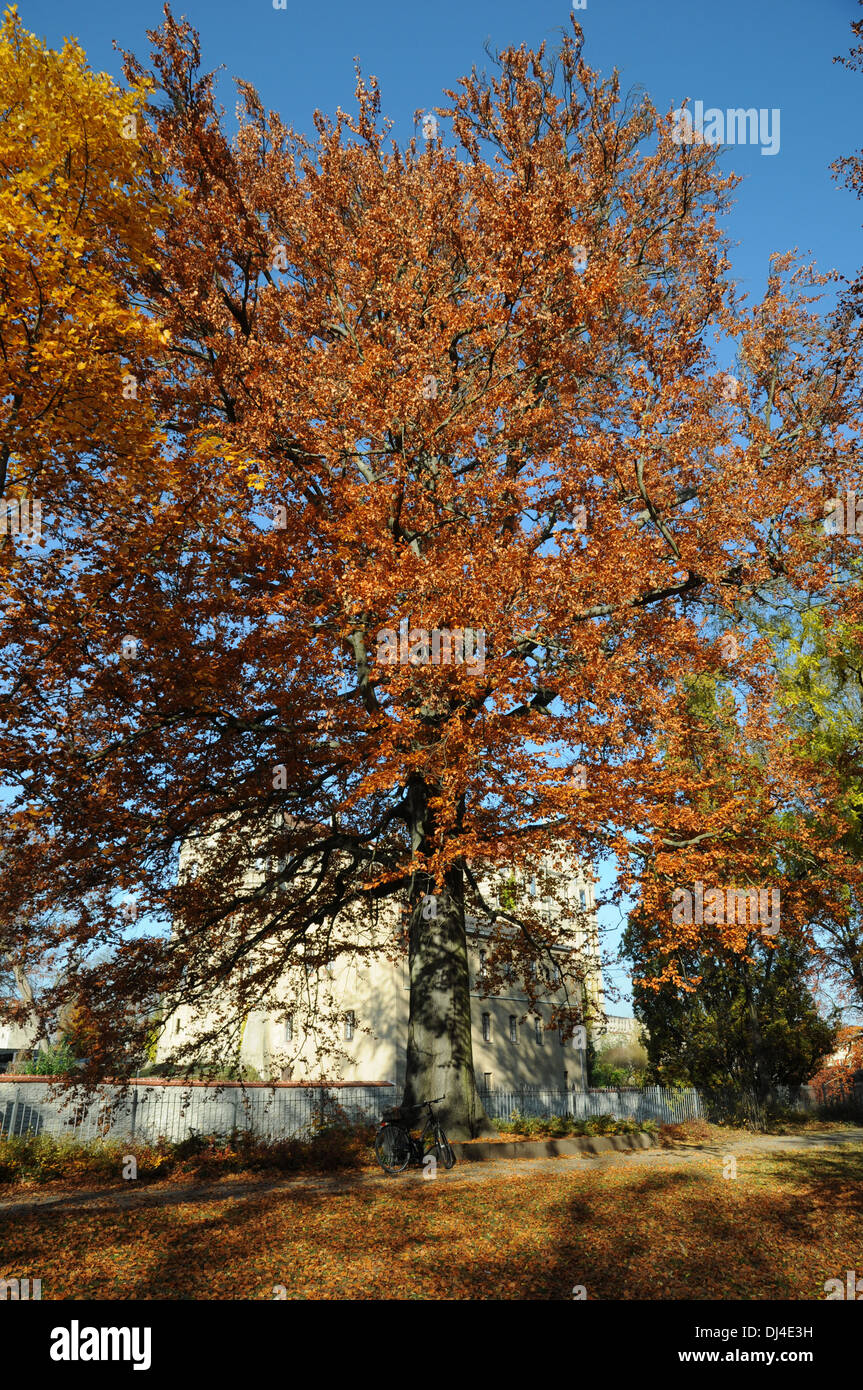 Buchen baum bäume beech fagus tree trees hi-res stock photography and ...